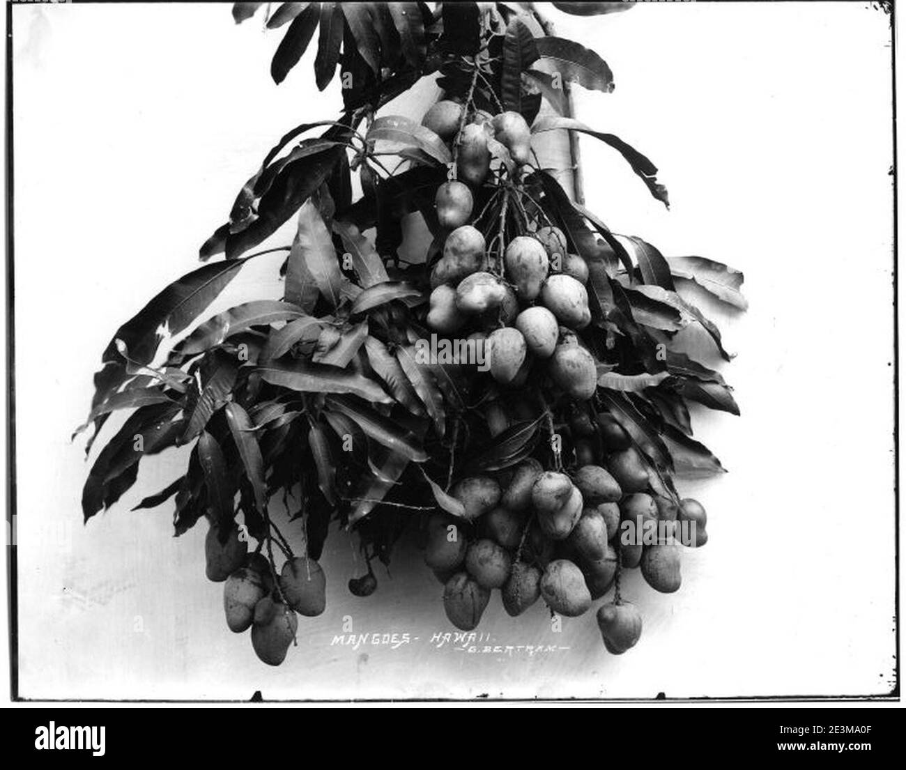 Mangoes tree Black and White Stock Photos & Images - Alamy