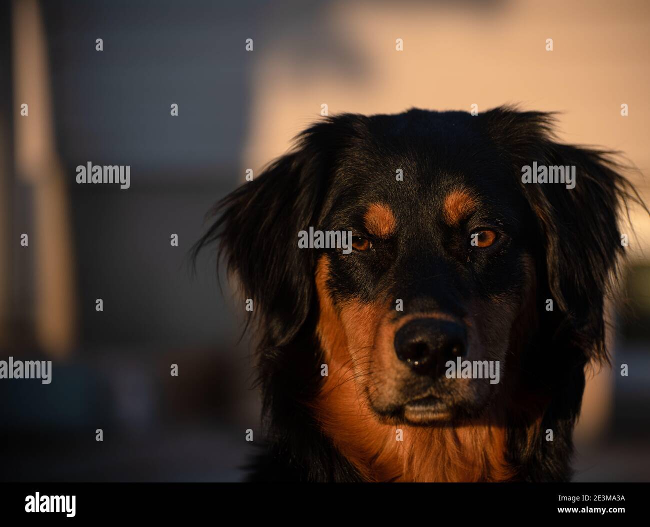 copper and black golden aussie dog Stock Photo - Alamy