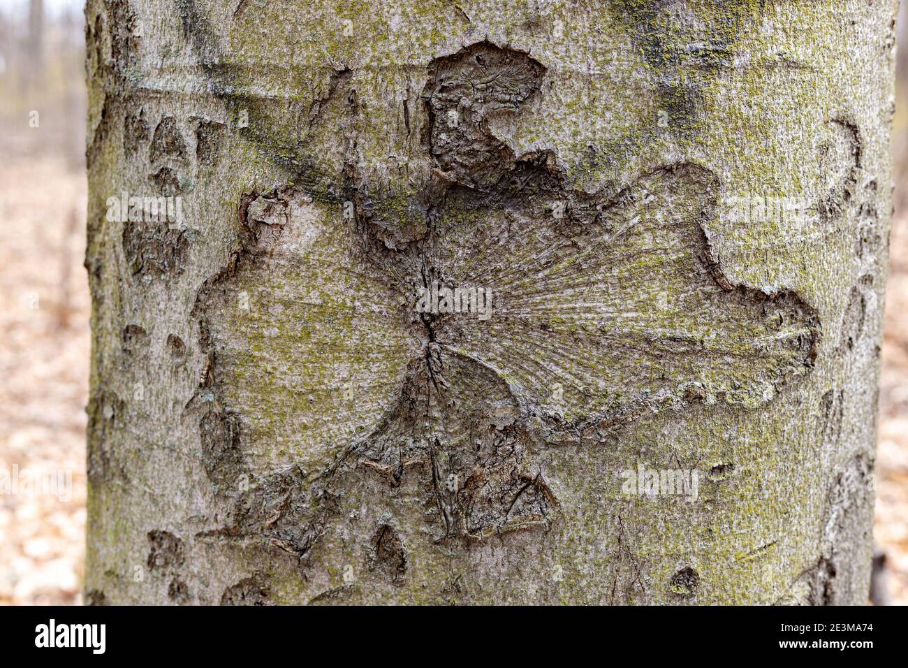 An old injury to this tree is still evident in its bark Stock Photo - Alamy