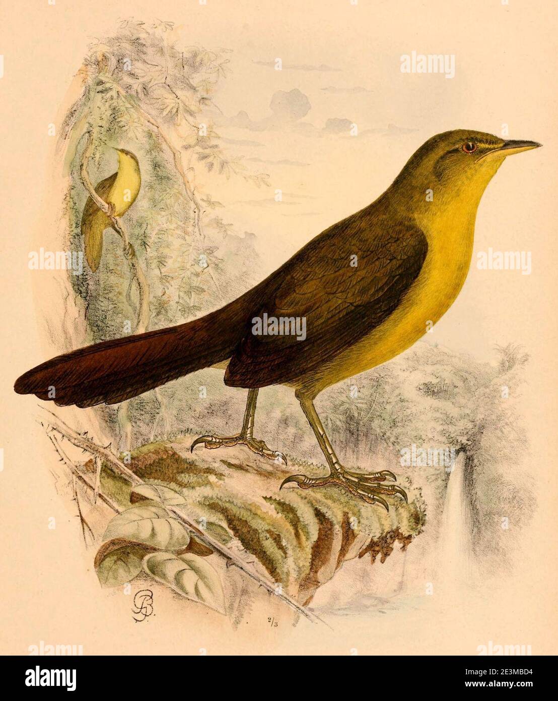 Malia grata recondita 1898 Stock Photo - Alamy