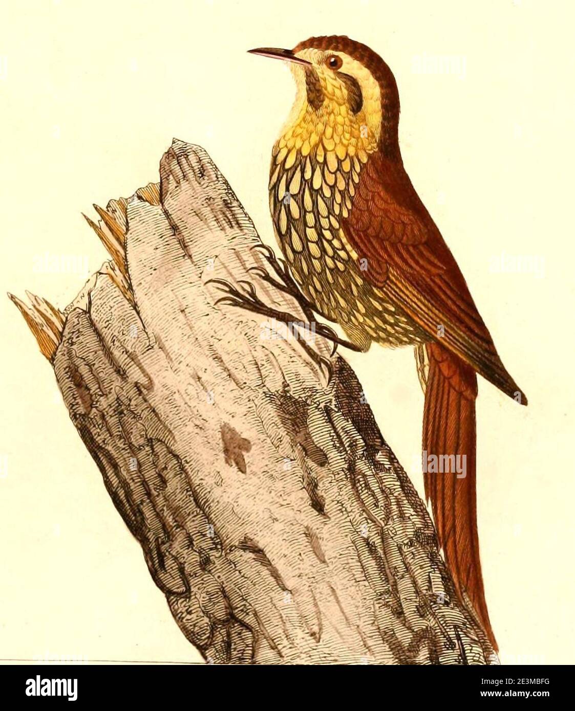 Margarornis squamiger hi-res stock photography and images - Alamy