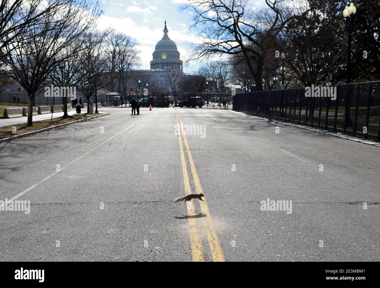 A squirrel jumps over a double yellow line on a street near the United ...