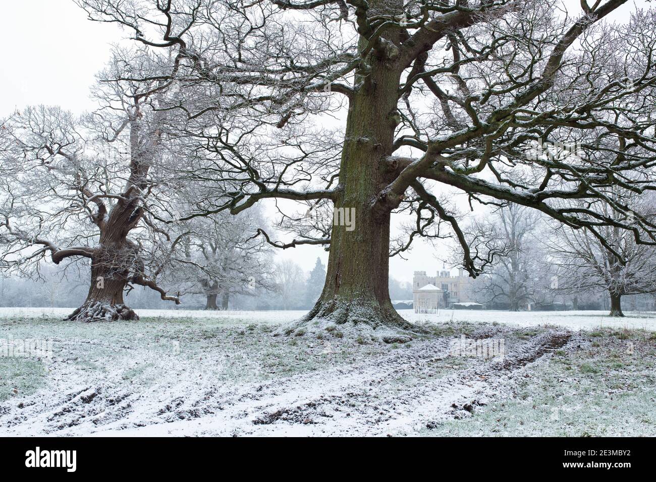 Oak trees in the grounds of Rousham Park House in the winter snow ...