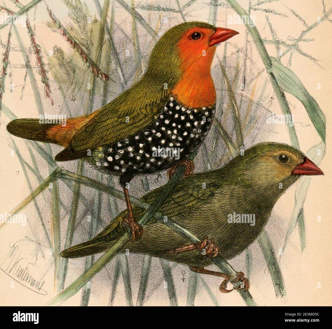 Mandingoa nitidula schlegeli 1870 Stock Photo - Alamy