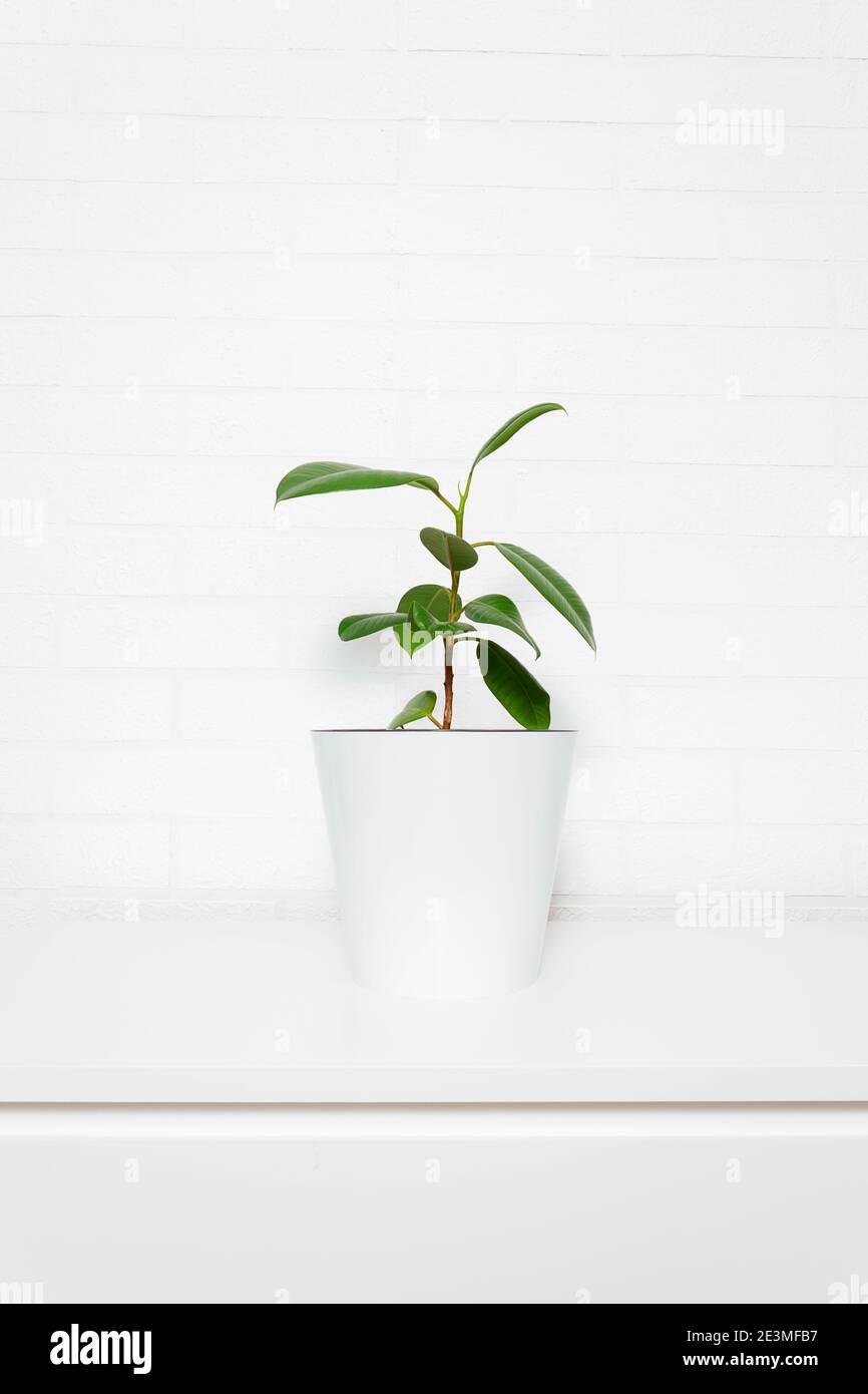Ficus tree in bright interior. White brick wall with house plant ...