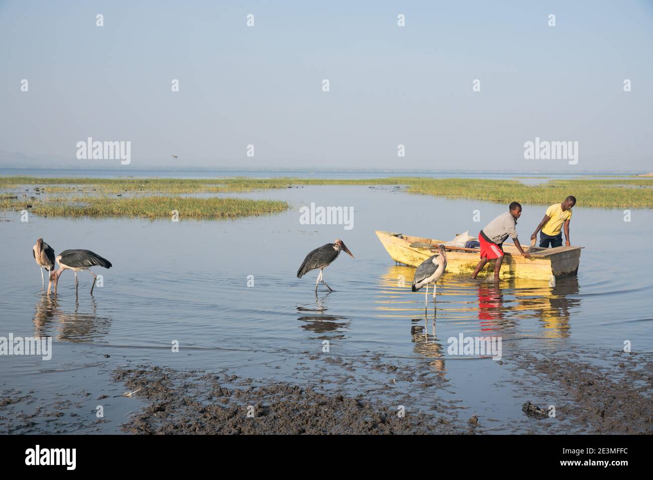 The Fish Market at Lake Awasa: Marabou Storks await the arrival of a ...