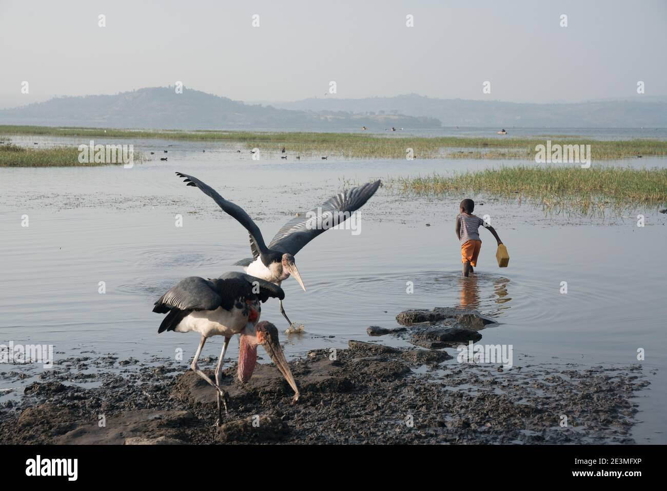Boy Fetching Water At Lake Awasa surrounded by Marabou Storks Stock ...