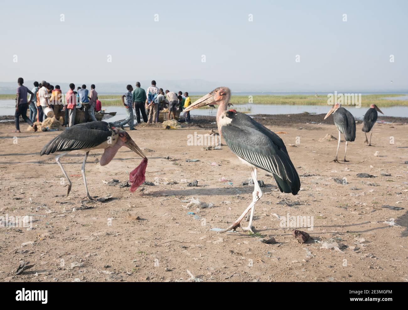 The boats at the Lake Awasa fish market are bustling with activity ...