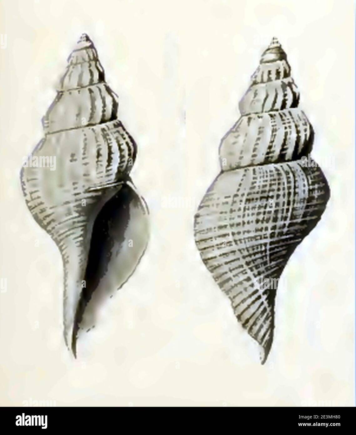 Philippinarum hi-res stock photography and images - Alamy