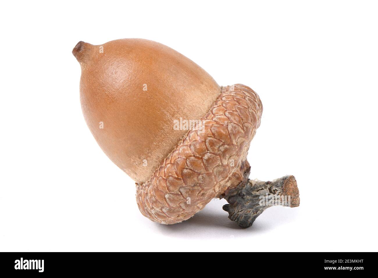 Acorn of an oak tree isolated on white background. High resolution ...