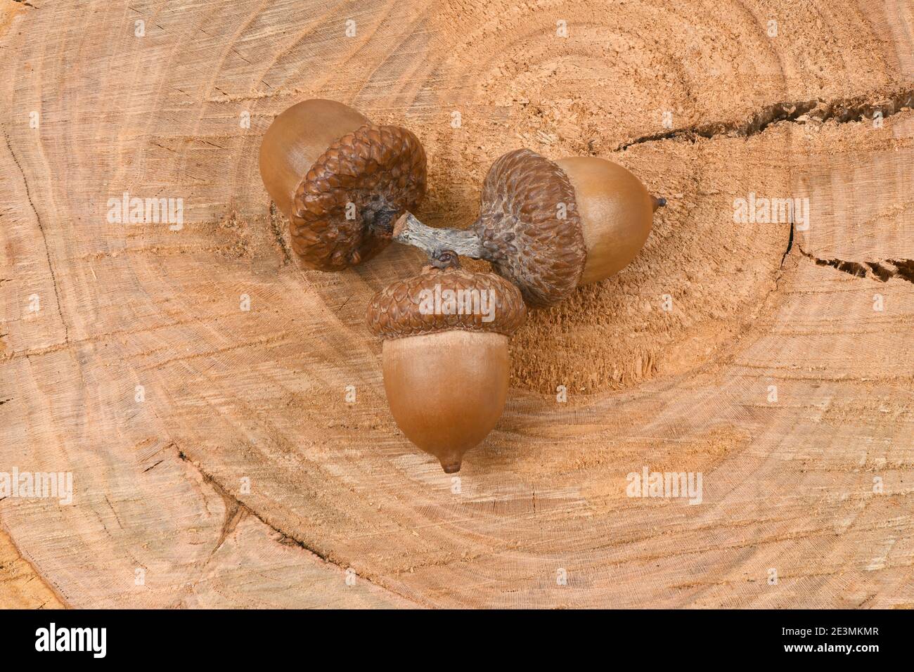 Three acorn of an oak tree connected together. Isolated on wood ...