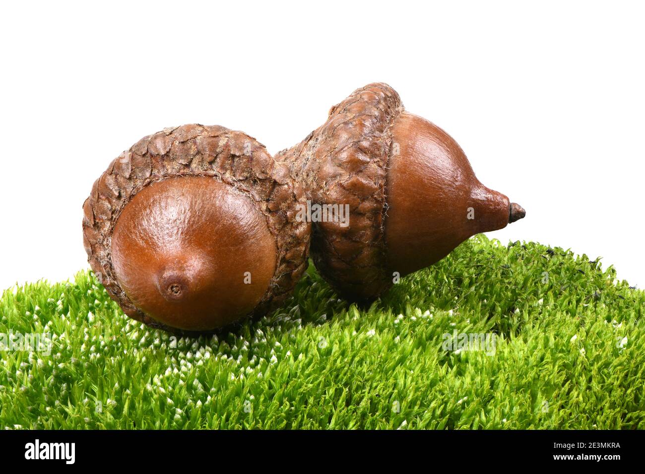 Acorn of an oak tree on a moss stone. Isolated on white background ...