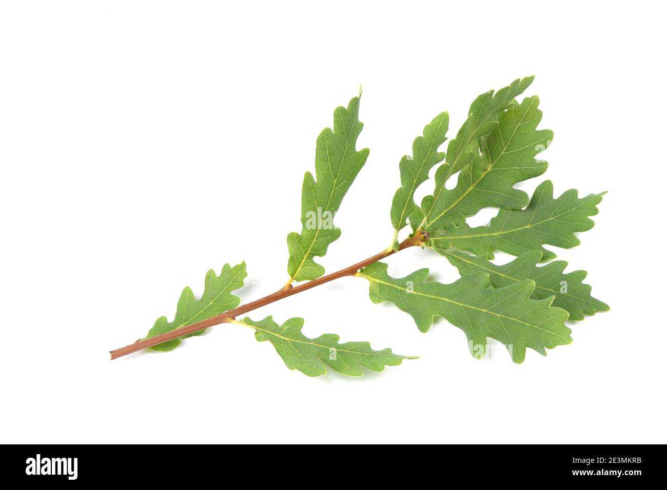 Cut off oak branch with green leaves isolated on white background. High ...