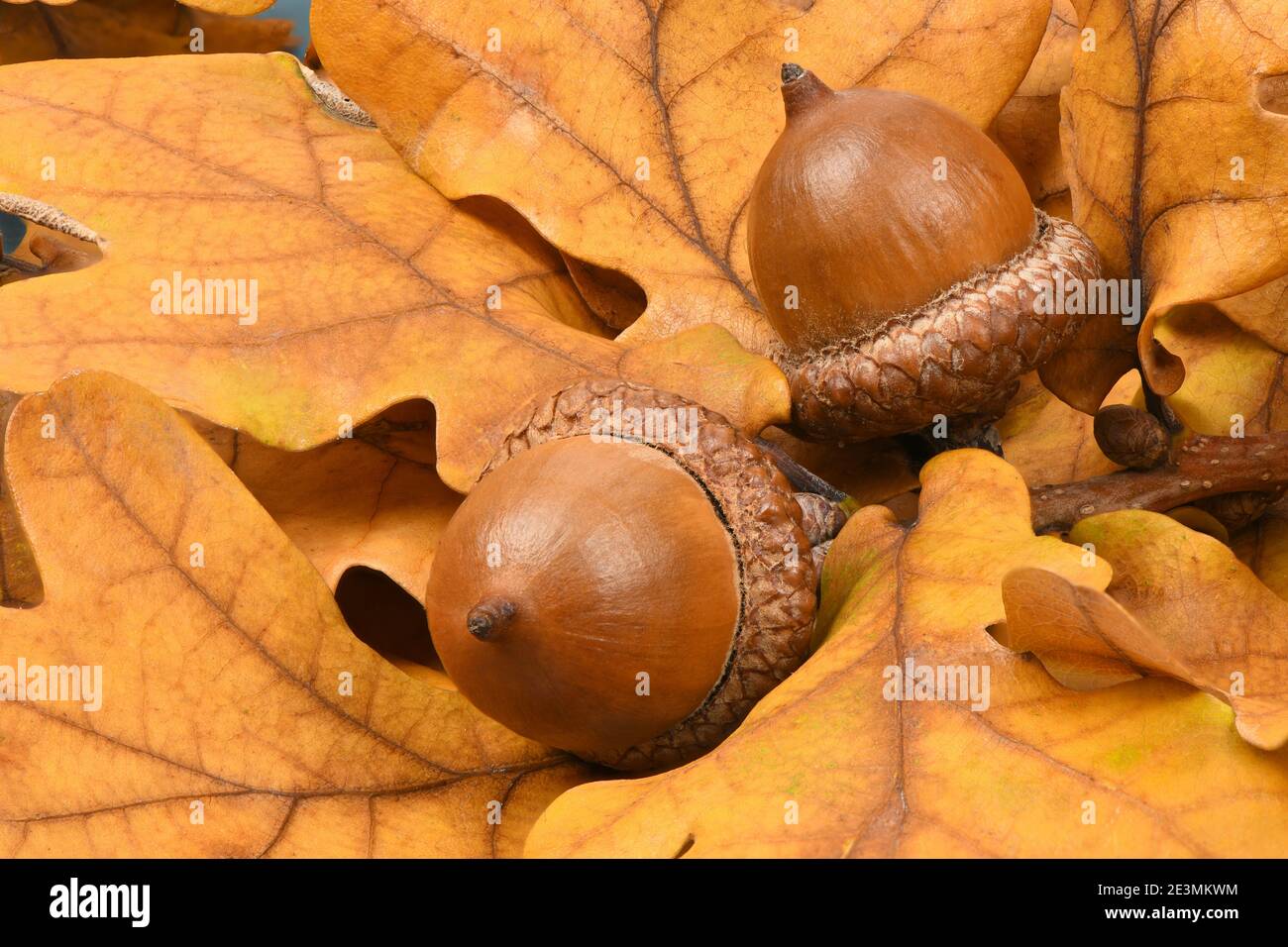 Close-up of two acorn on oak tree leaves background. High resolution ...