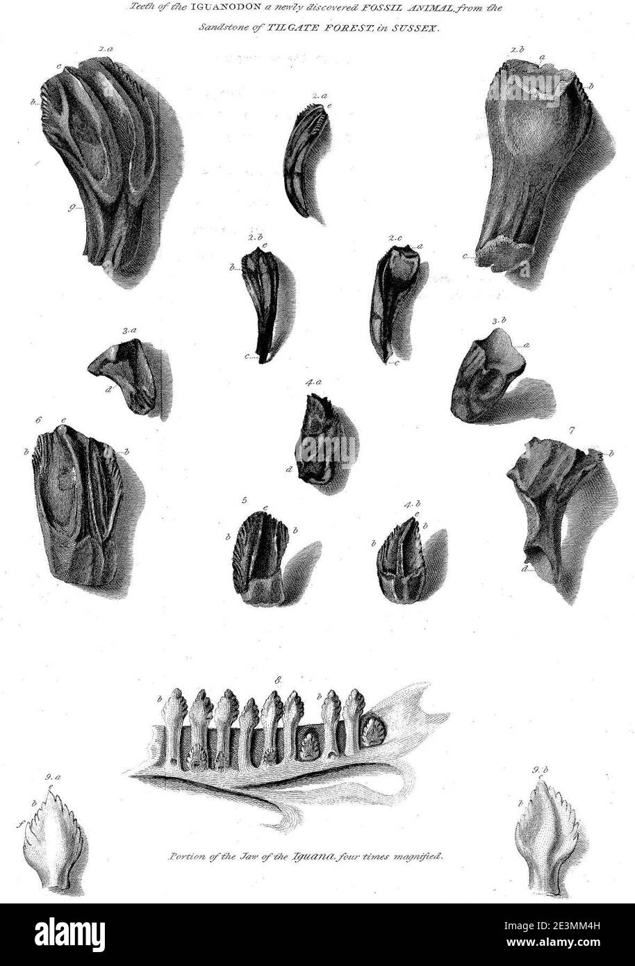 Mantell's Iguanodon teeth Stock Photo - Alamy