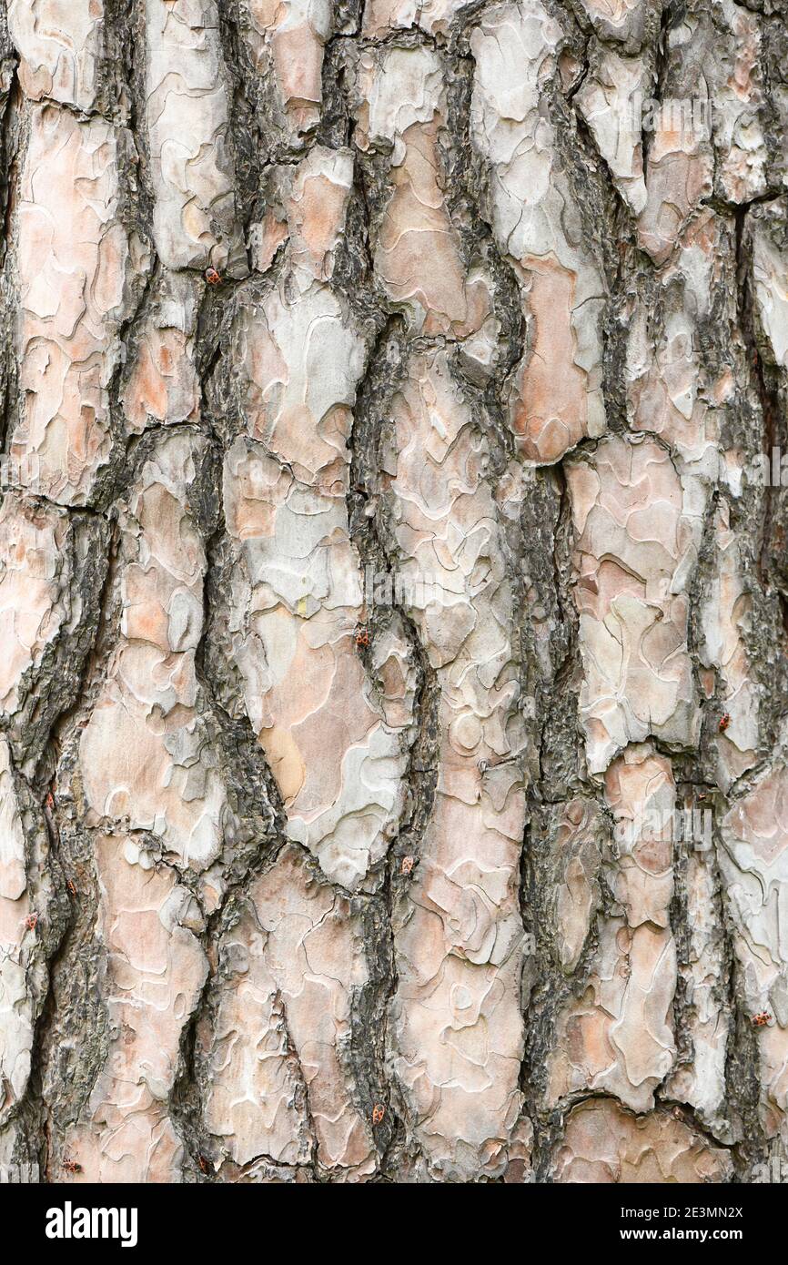 Spruce bark texture. High resolution photo. Full depth of field Stock ...