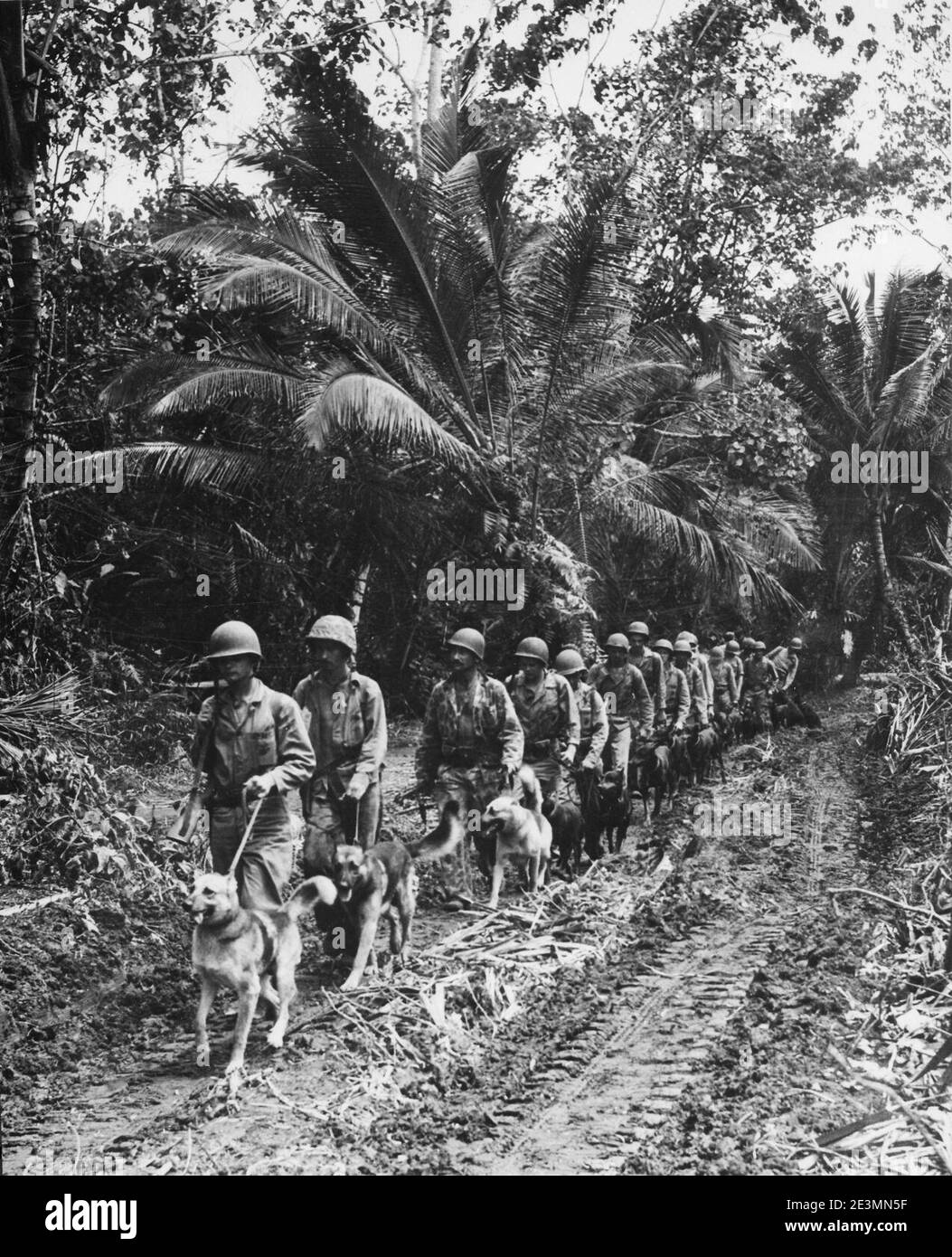 War dogs hi-res stock photography and images - Alamy