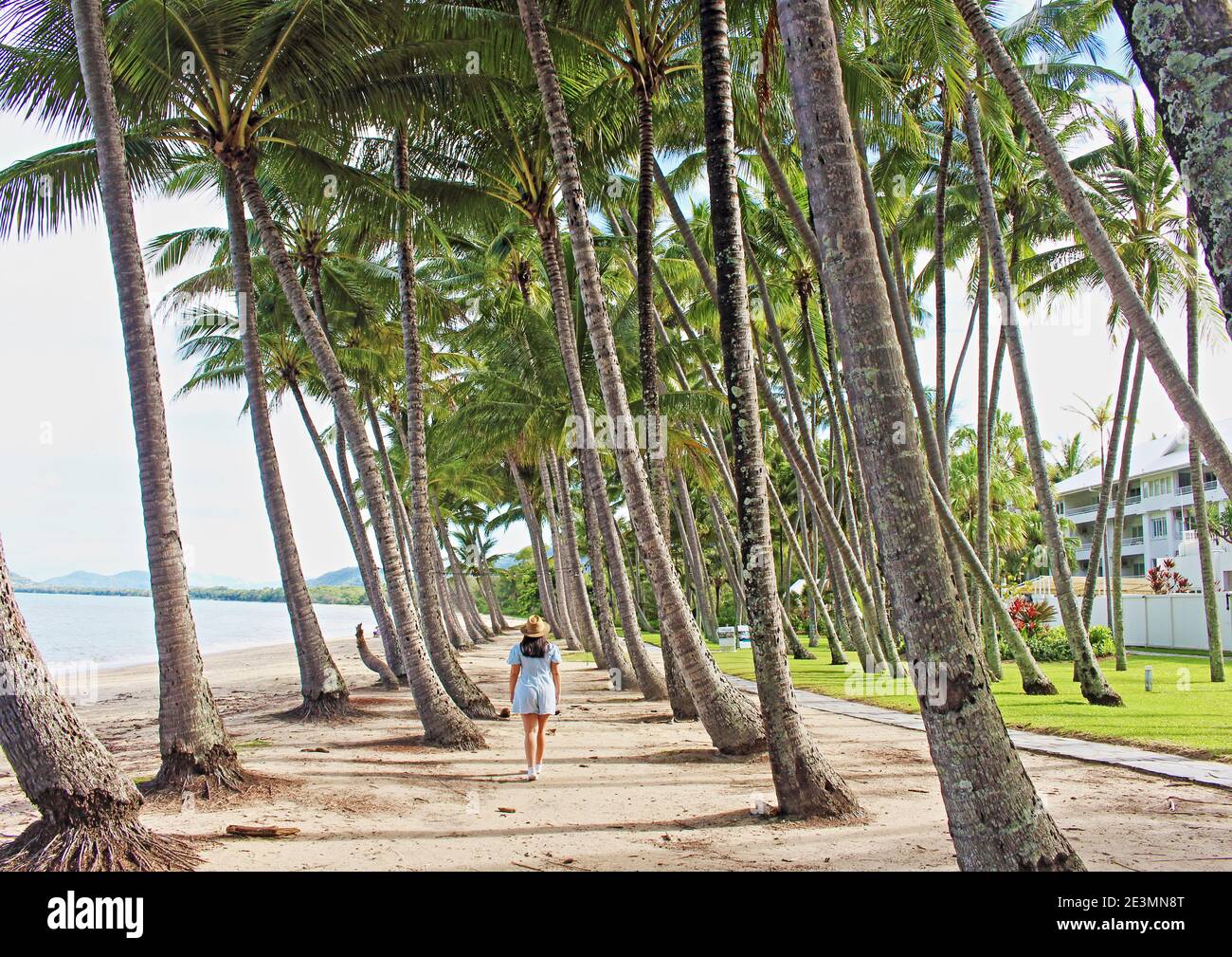 Palm Cove beach palm tree grove walk out Stock Photo - Alamy