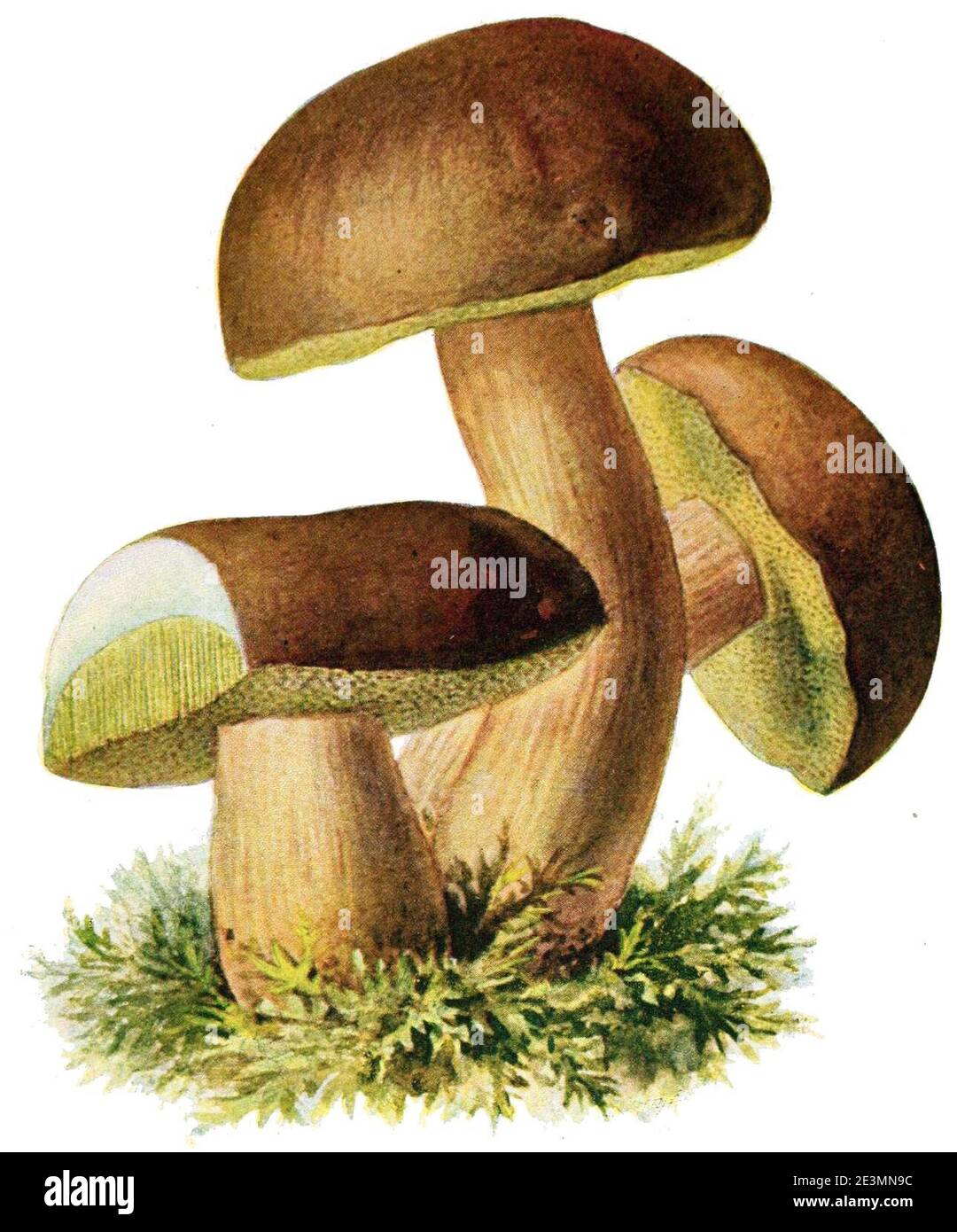 Maronenröhrling Cut Out Stock Images & Pictures - Alamy