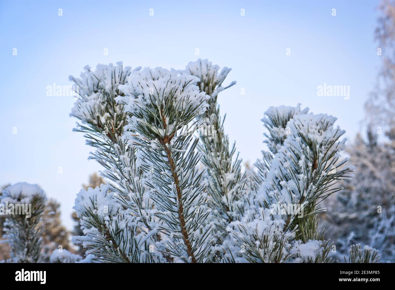 Pine trees in snow snowfall hi-res stock photography and images - Alamy