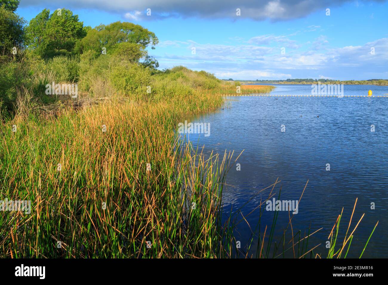 Nz plants hi-res stock photography and images - Alamy