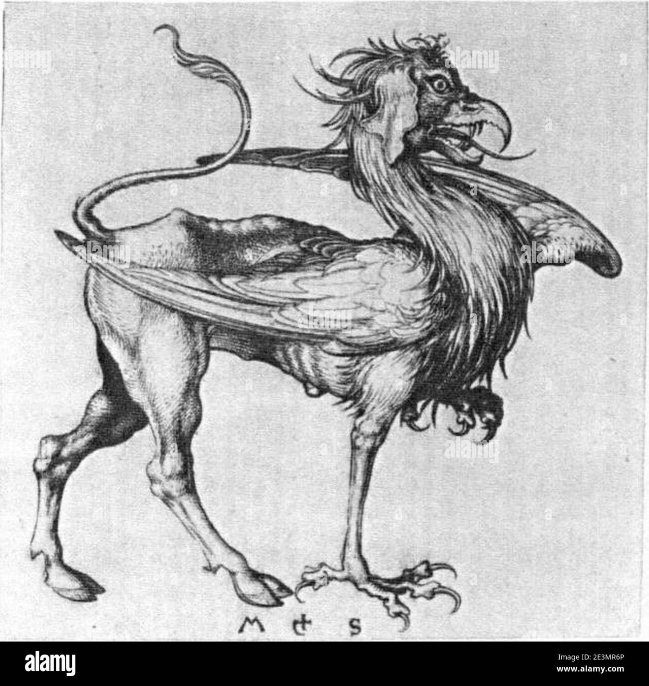 Martin Schongauer Griffin Stock Photo - Alamy