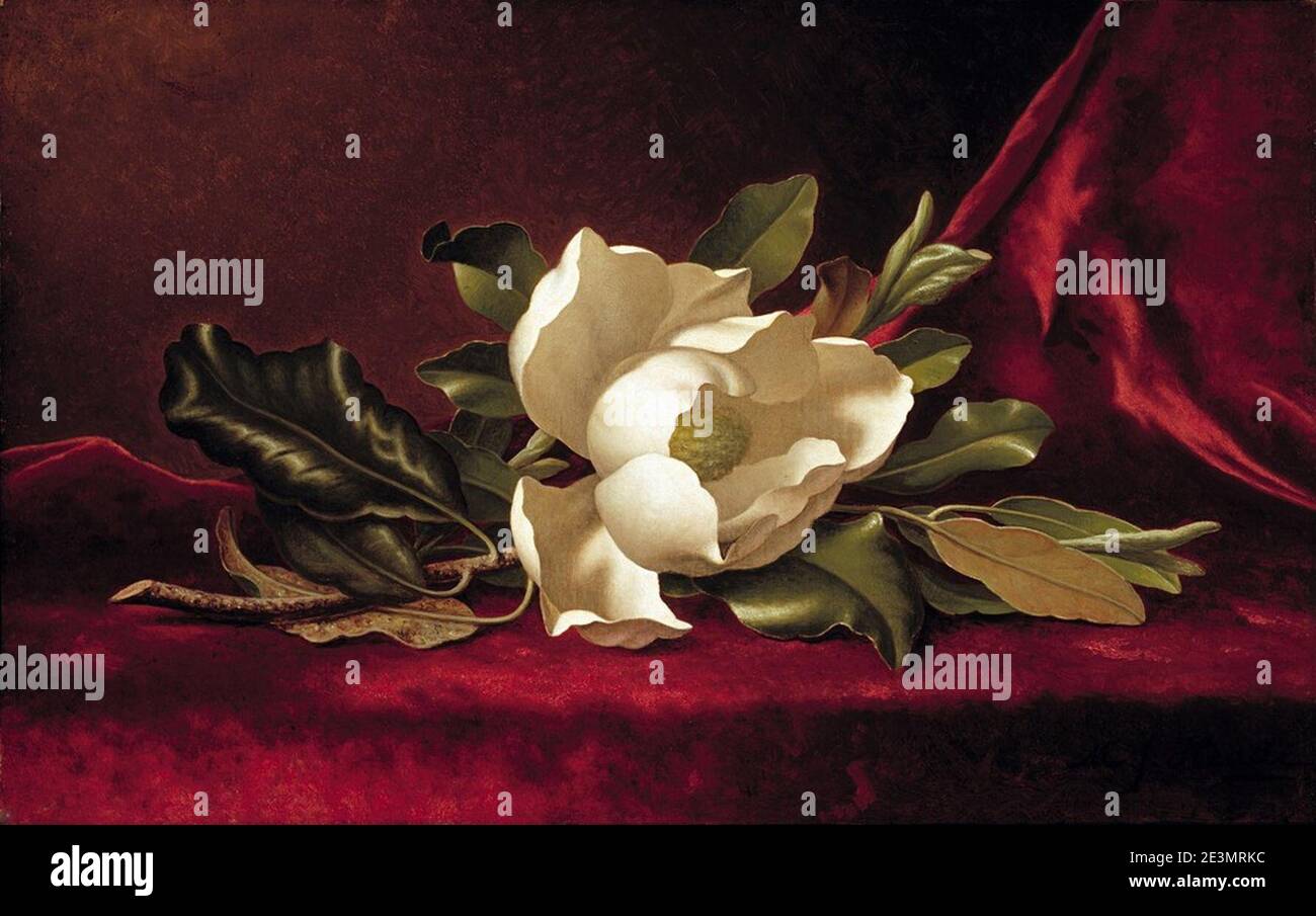 Martin Johnson Heade - The Magnolia Blossom Stock Photo - Alamy