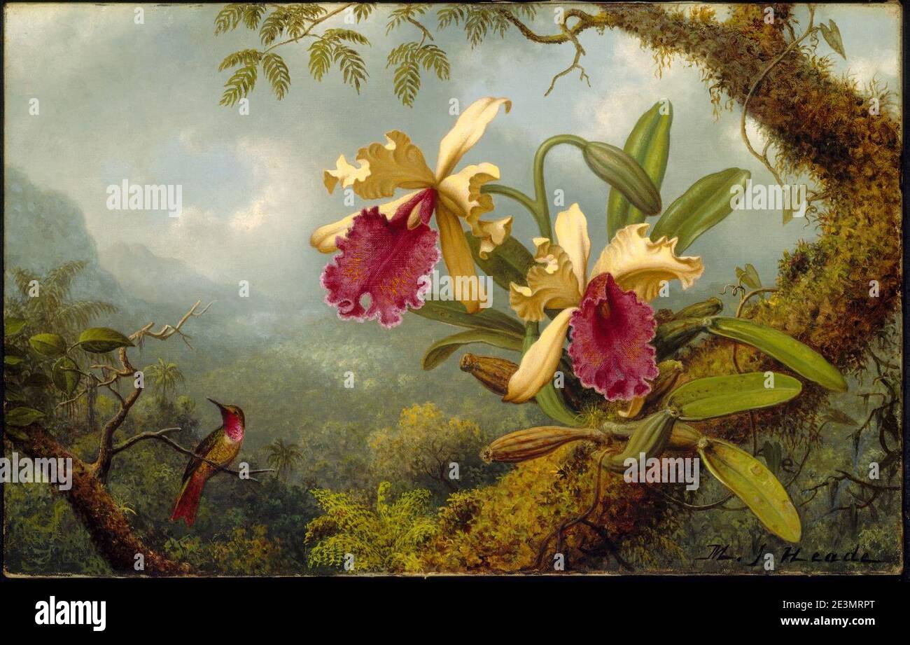 Martin Johnson Heade - Orchids and Hummingbird Stock Photo - Alamy