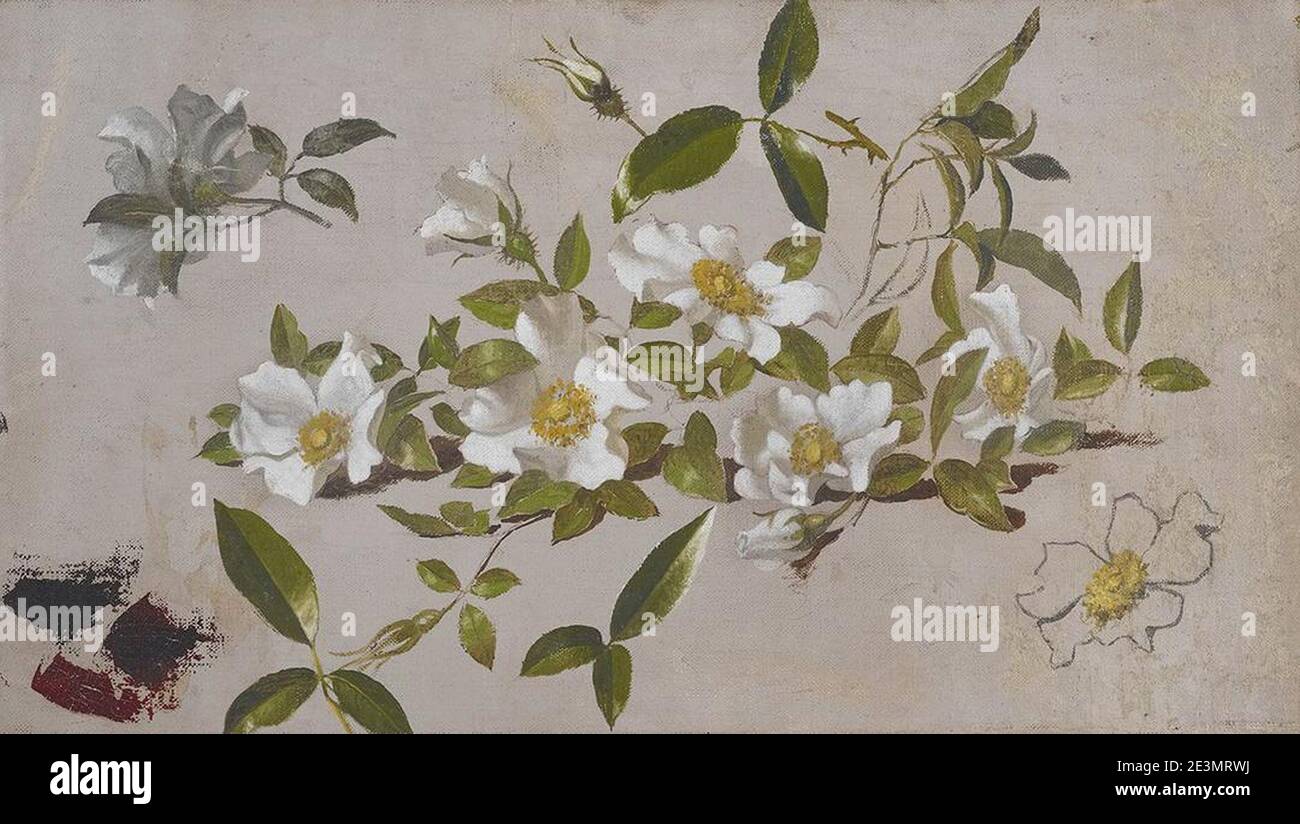 Martin Johnson Heade - Branches of Cherokee Roses Stock Photo - Alamy