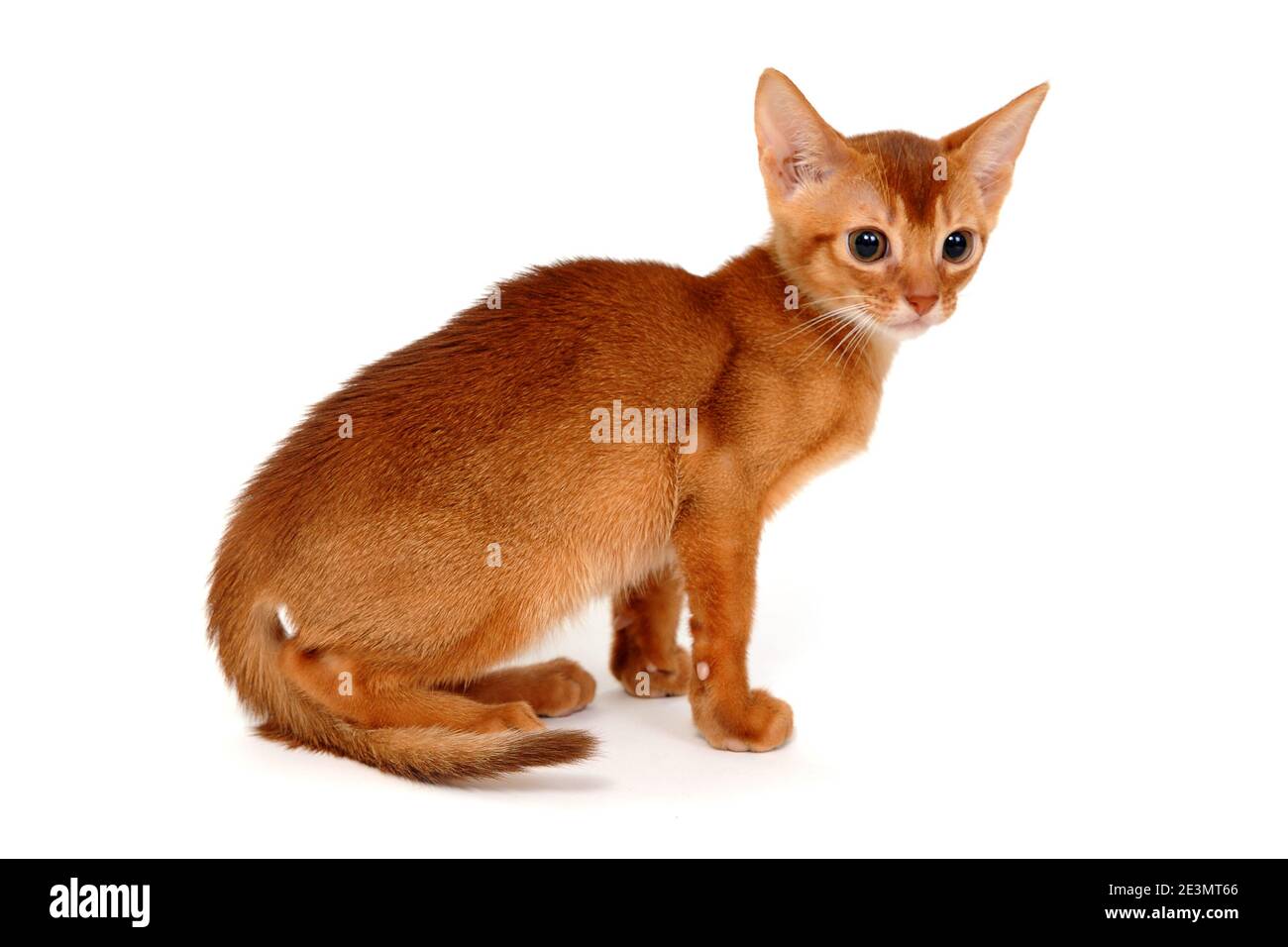 Abyssinian ginger kitten on a white background Stock Photo - Alamy