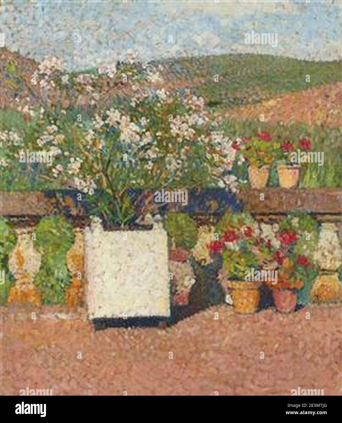 Geraniums roses hi-res stock photography and images - Alamy