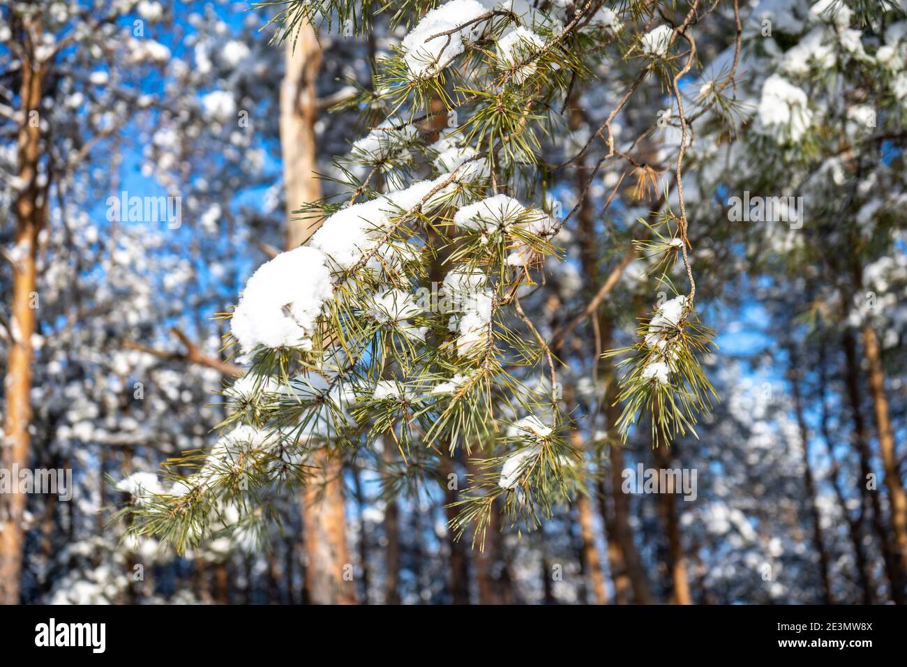Sunny day after snow hi-res stock photography and images - Alamy