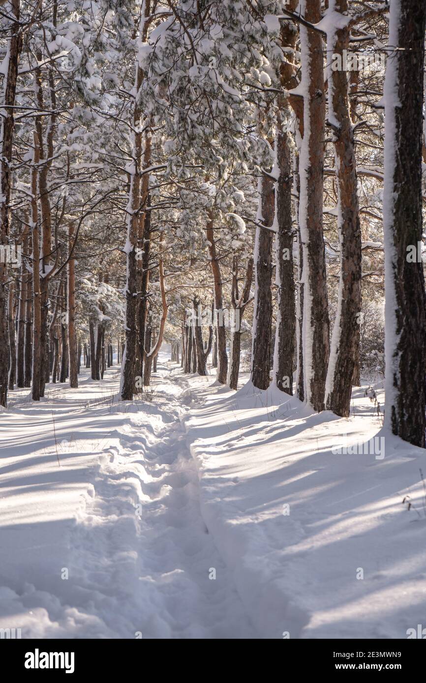 Landscape after massive forest hi-res stock photography and images - Alamy