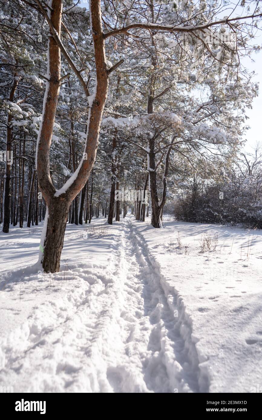 Snowdrifts path in the forest after massive snow storm Stock Photo - Alamy