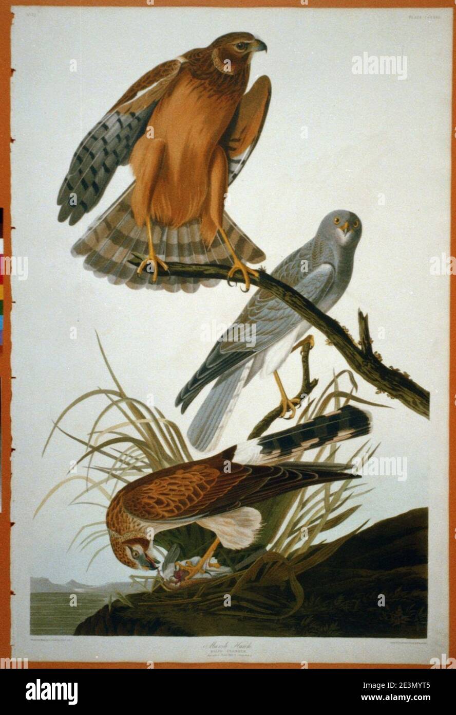 Marsh hawk hi-res stock photography and images - Alamy