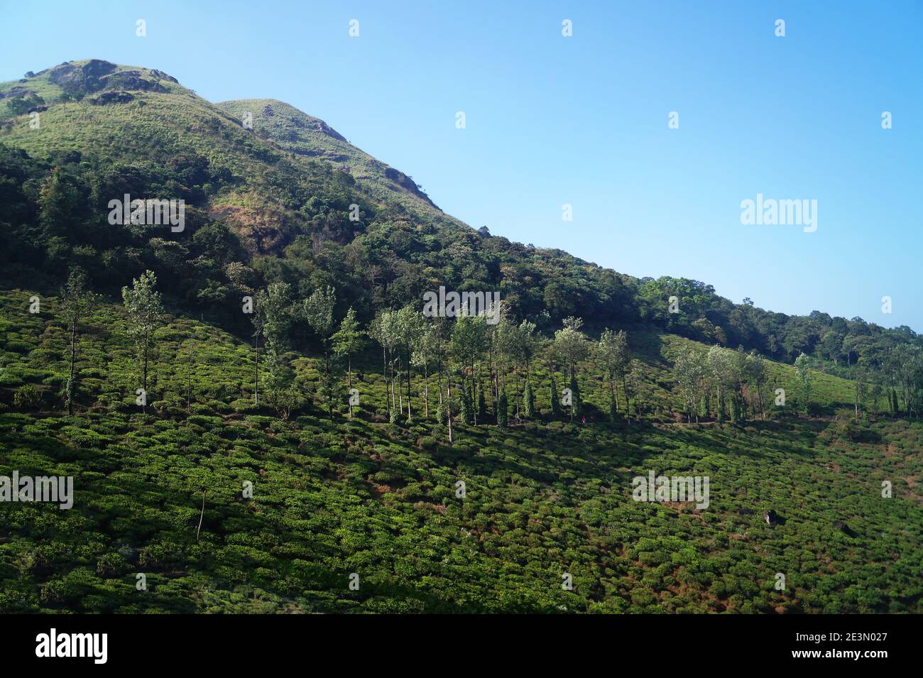 Munnar tea garden hi-res stock photography and images - Alamy