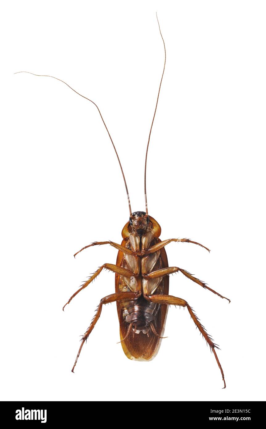 Close up cockroach isolated on white Stock Photo - Alamy