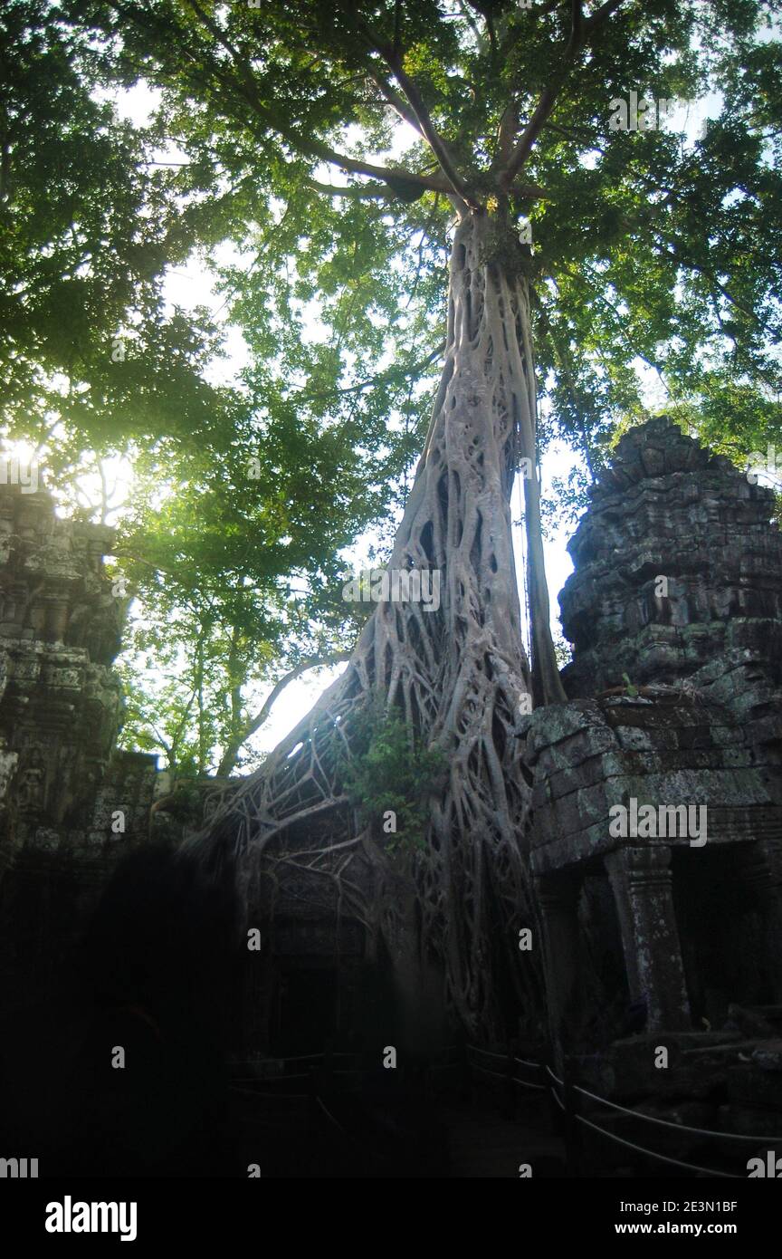 Ta prohm temple covered in tree roots Angkor Wat Cambodia Stock Photo ...
