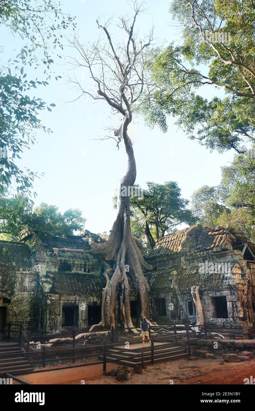 Big tree on Ta prohm temple Angkor Wat Cambodia Stock Photo - Alamy