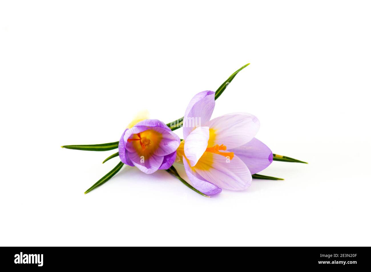 One crocus Cut Out Stock Images & Pictures - Alamy
