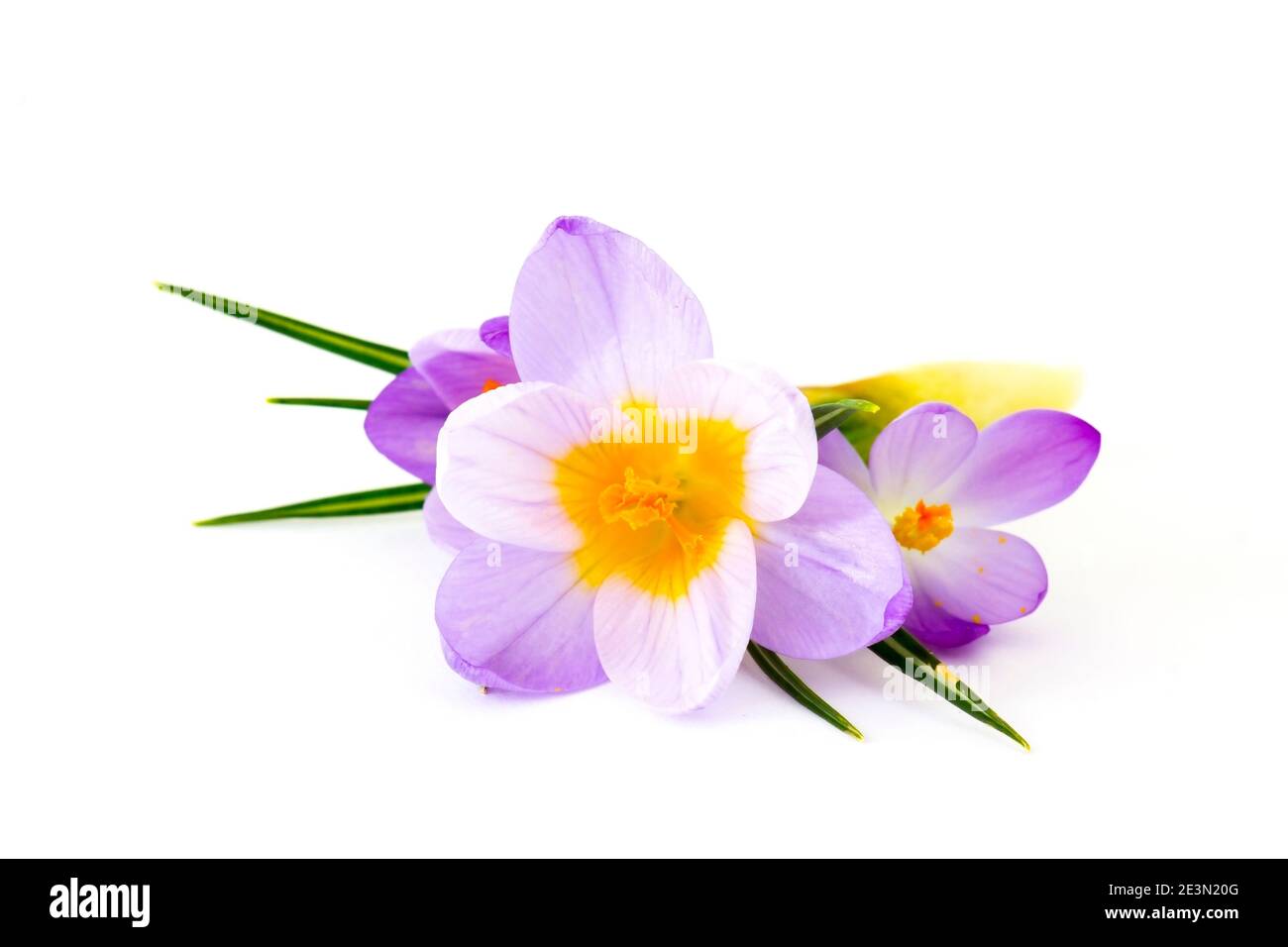 Elegant first spring flower Cut Out Stock Images & Pictures - Alamy