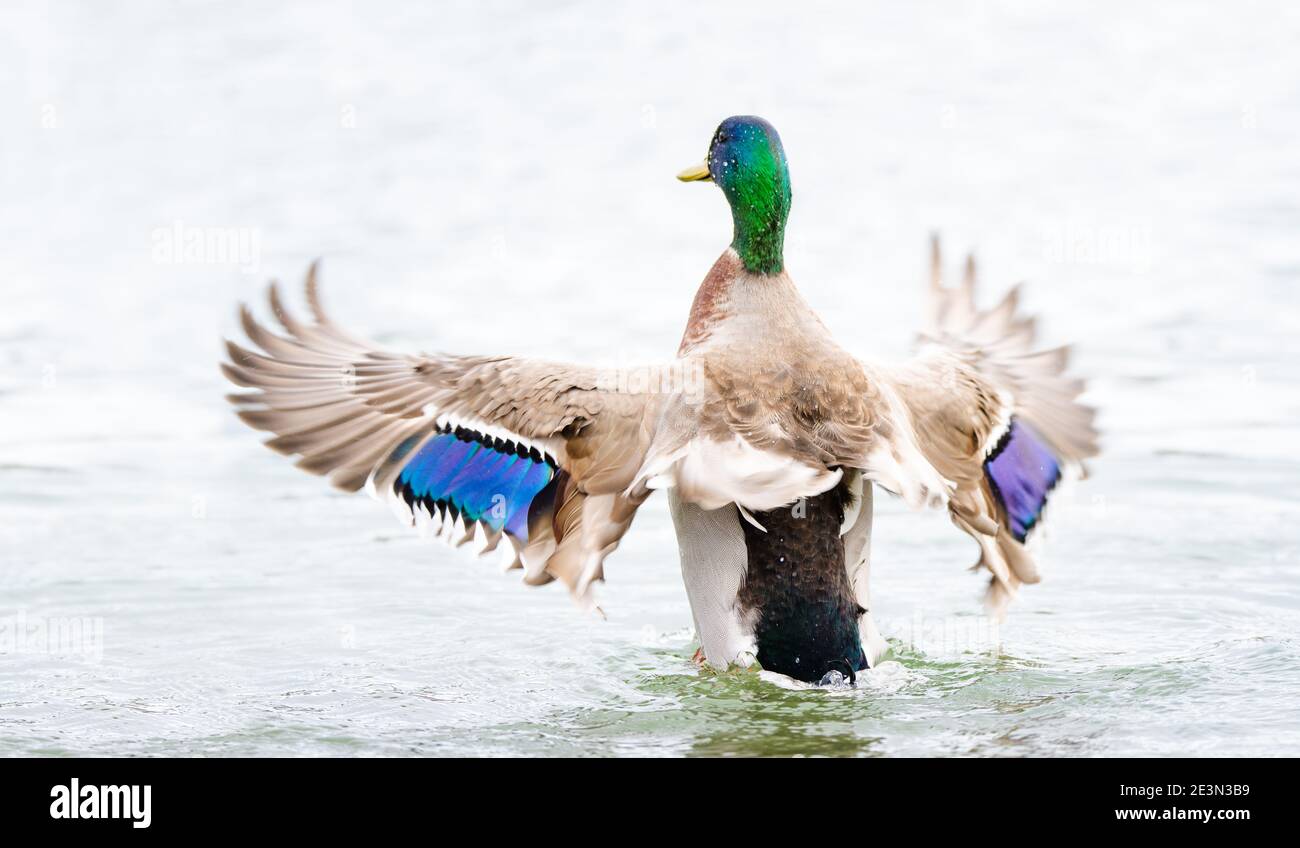 Male mallard duck flapping its wings while bathing in the river Stock ...