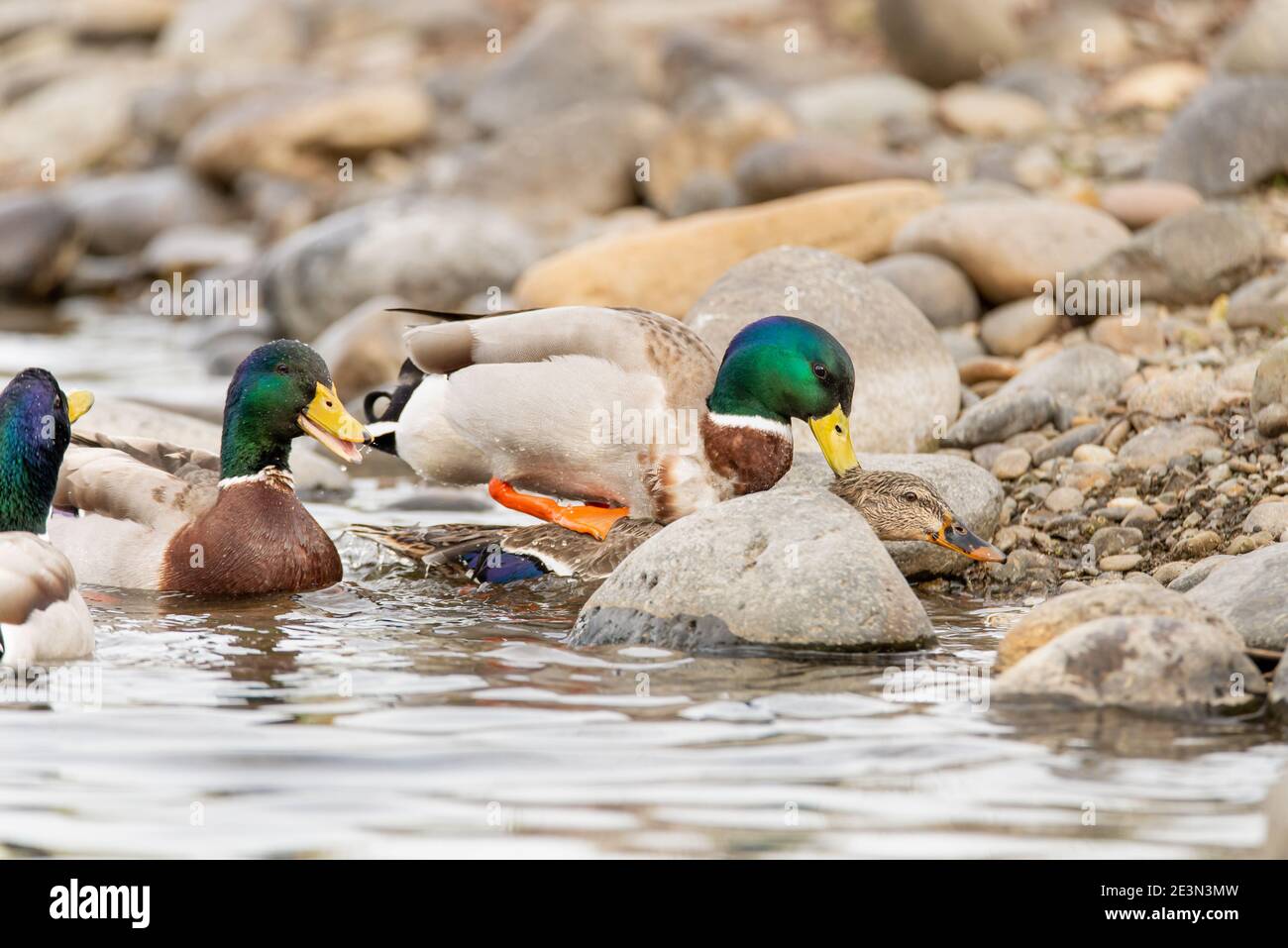 Mallard duck male female mating hi-res stock photography and images - Alamy