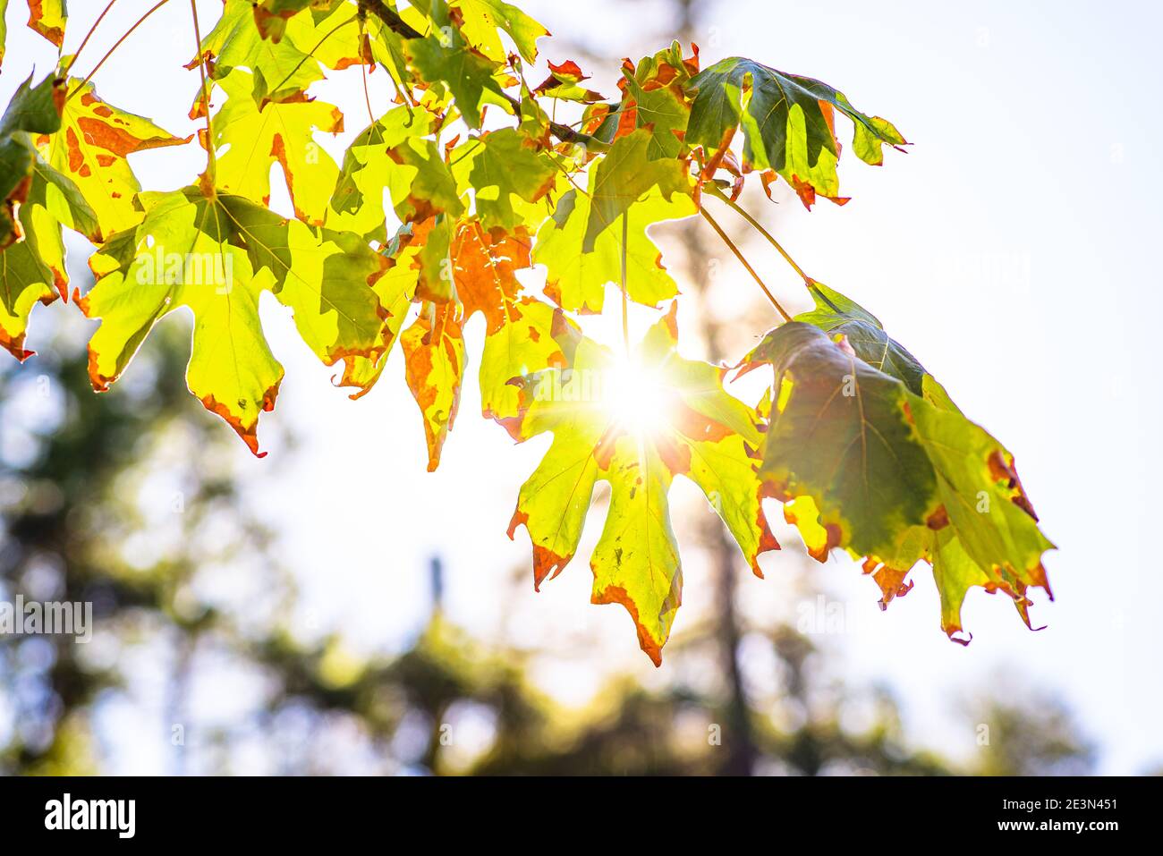 Decaying tree leaves hi-res stock photography and images - Alamy
