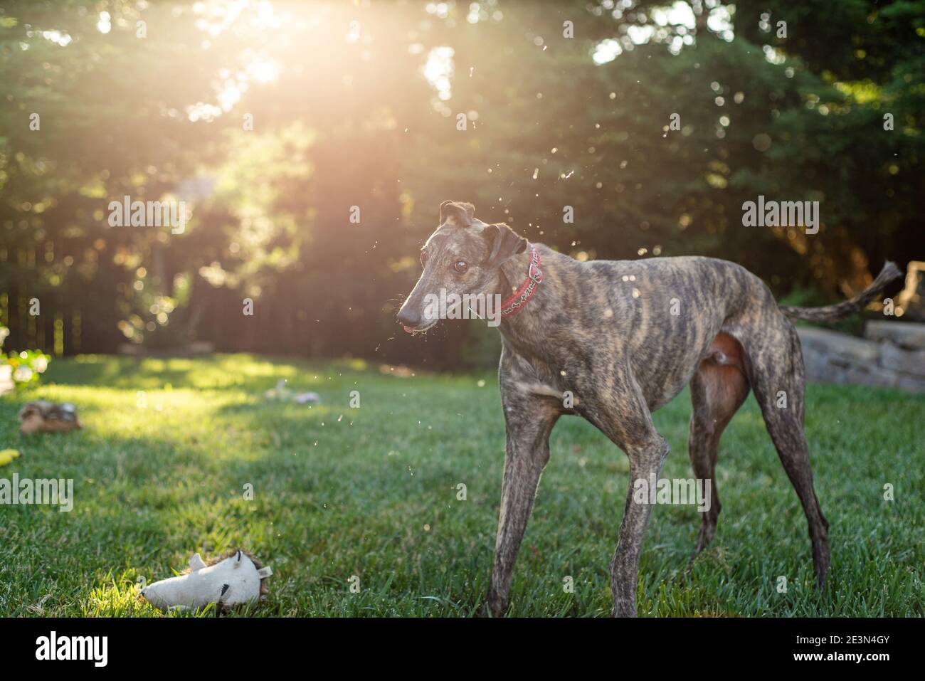 Outdoor active pet portrait of retired blood dog greyhound shaking off ...