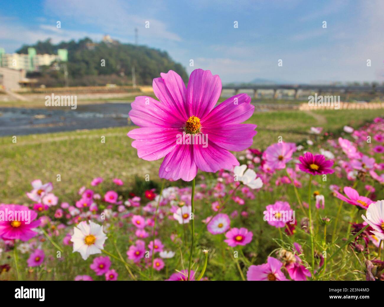 South korea flower festival hi-res stock photography and images - Alamy