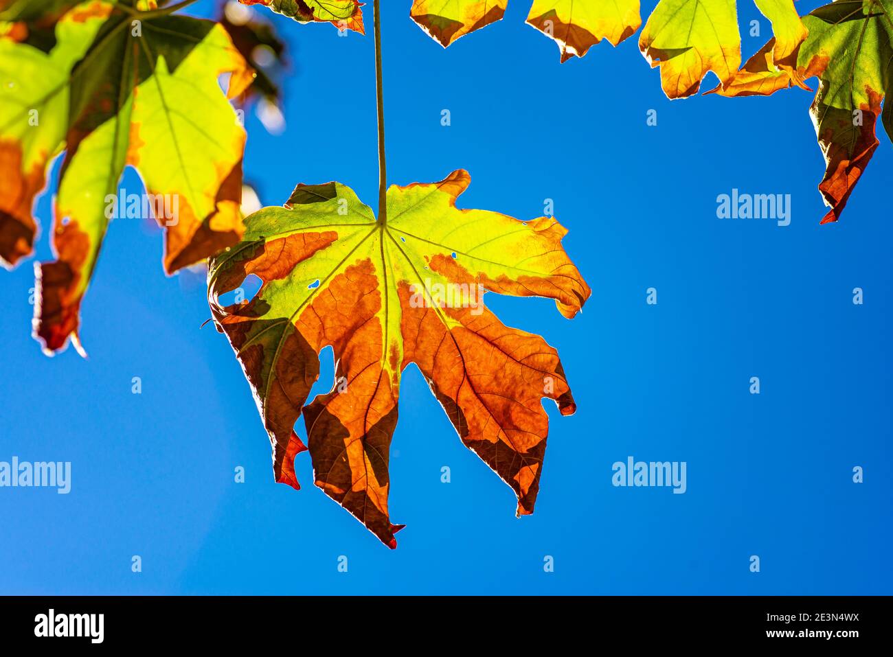 Decaying tree leaves hi-res stock photography and images - Alamy