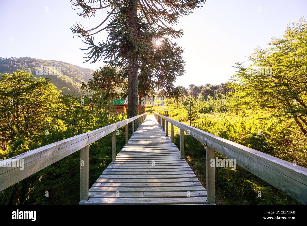 Unusual Araucaria (Araucaria araucana) trees in Andes mountains, Chile ...