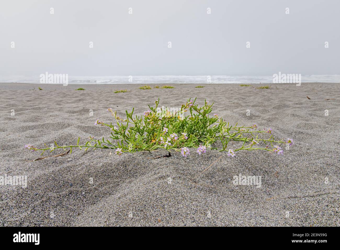 American sea rocket, Cakile edentula, is common on Californian beaches ...
