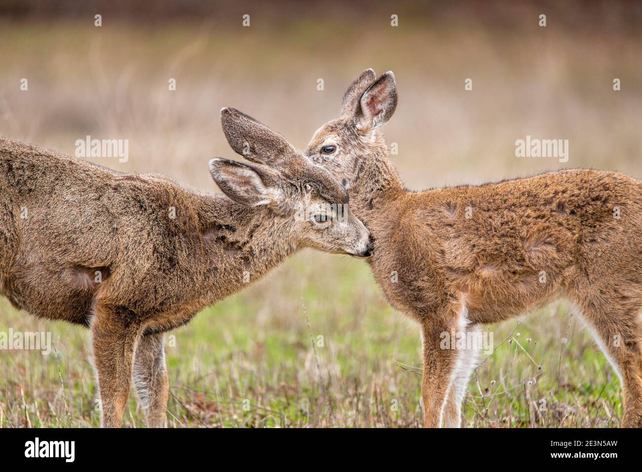 Closeup portrait of two mule deer fawns, Odocoileus hemionus, grooming ...